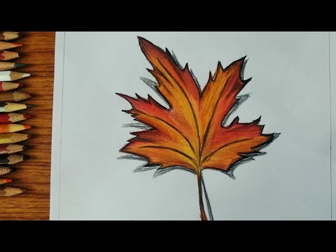 How to draw maple leaf step by step/realistic leaf drawing /cute maple ...