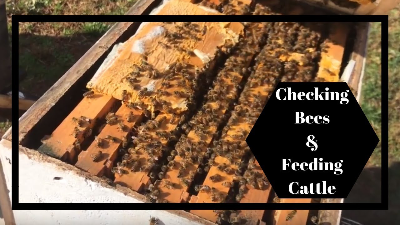 Checking Bees and Feeding Cattle - YouTube