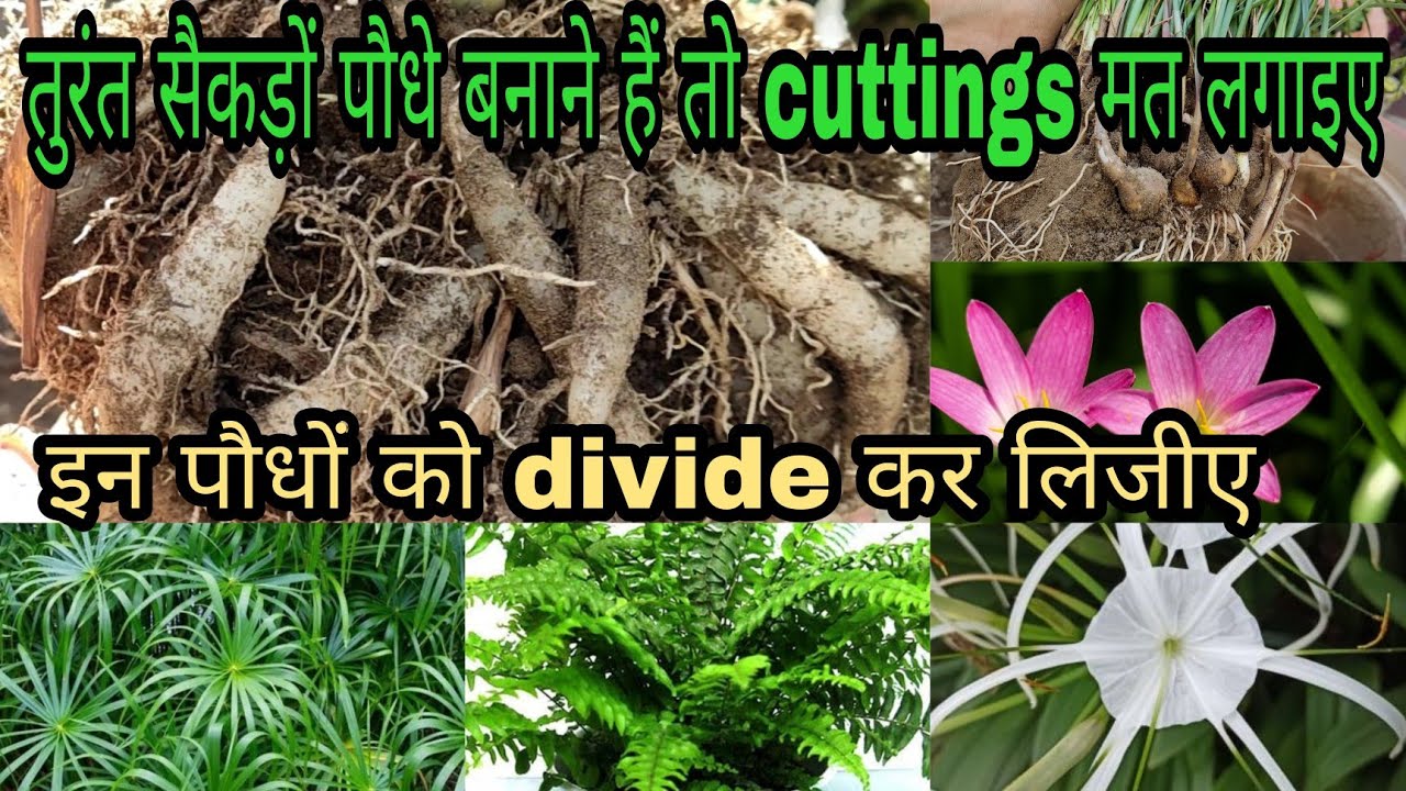Divide Plants Grow By Division divide-plants-grow-by-division