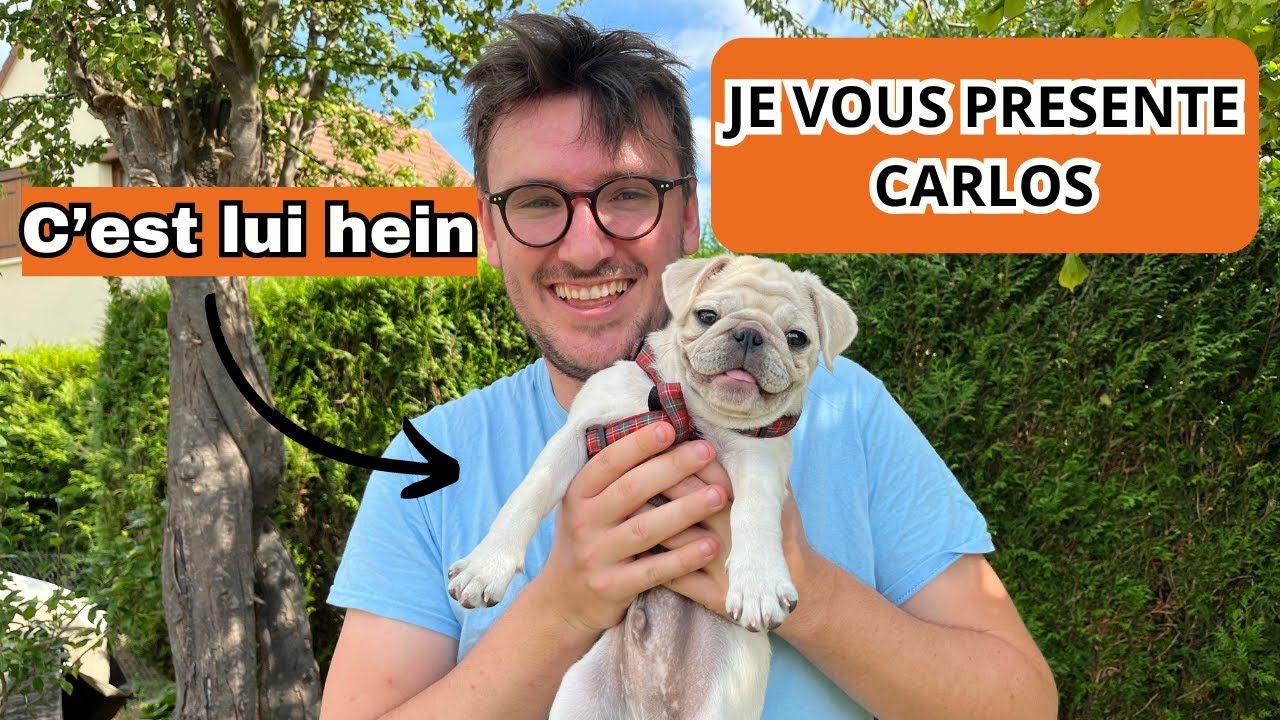 Je vous présente mon CHIEN ! (Carlos le Carlin) - YouTube