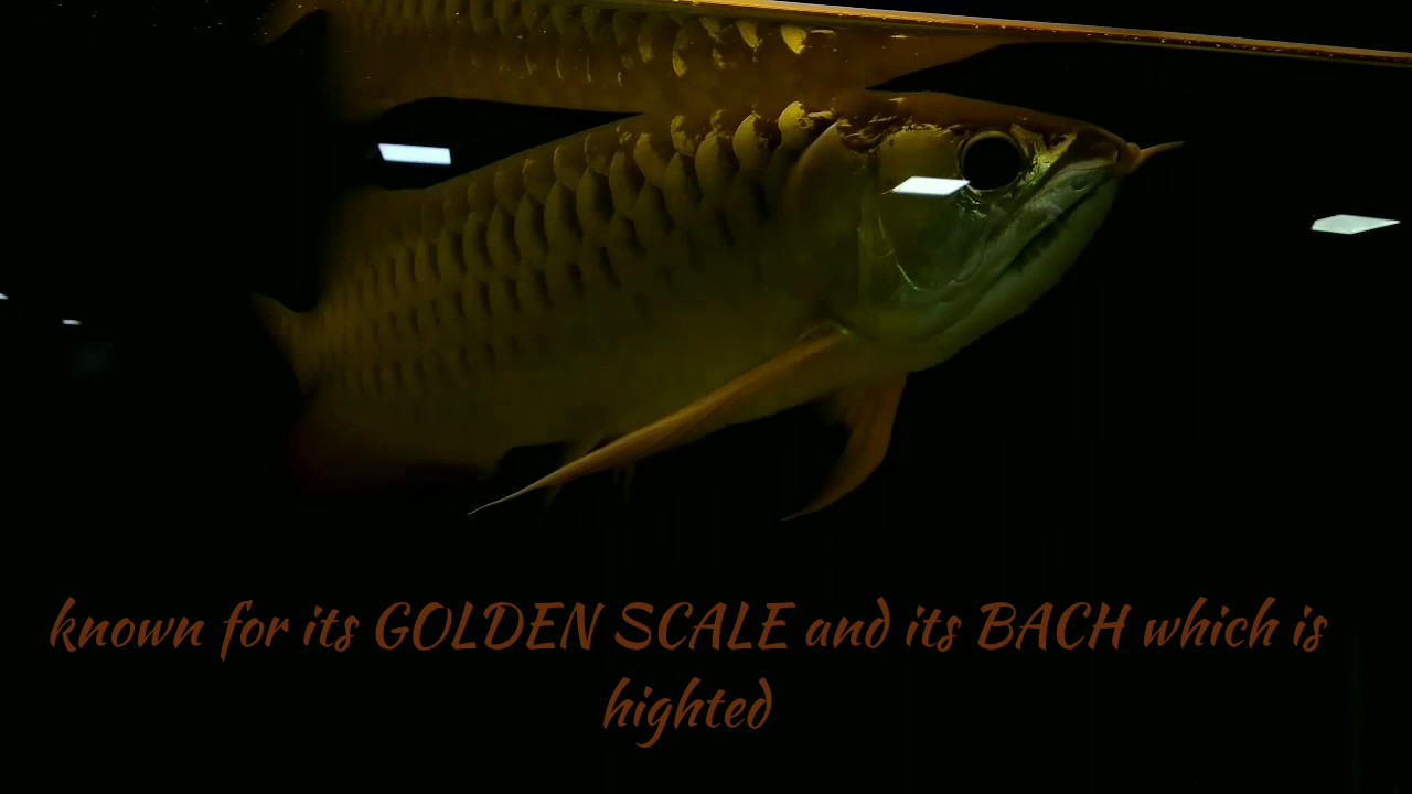 GOLDEN HIGH BACK ASIAN AROWANA 🐬 - YouTube