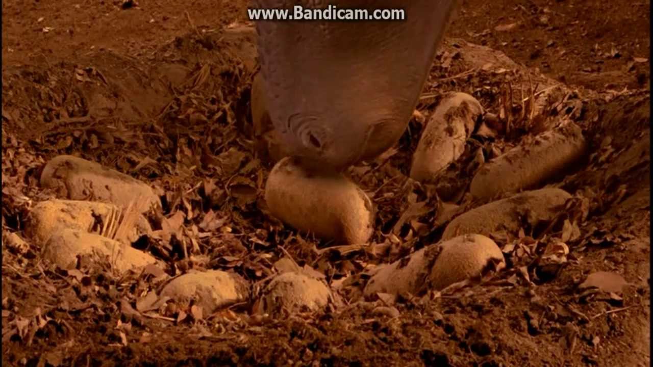 Dinosaur The Attack - YouTube