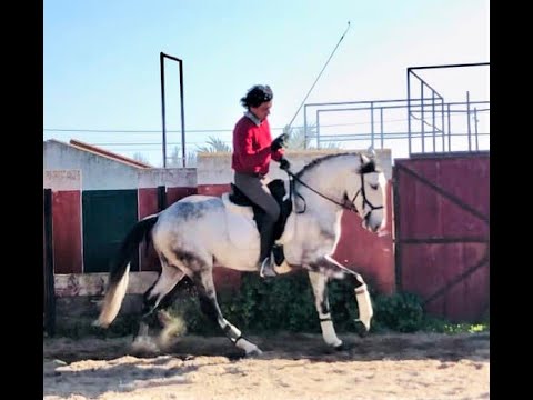 No . 3049, Lusitano-Hengst, geb. 2018, Stockmass 155 cm