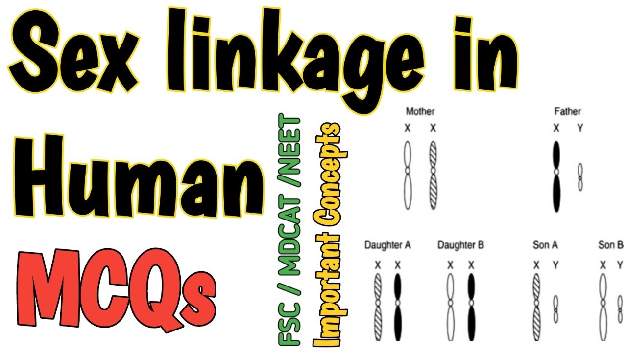 Sex Linkage In Human Mcqs Inheritence Fsc Biology And Mdcat Neet Youtube