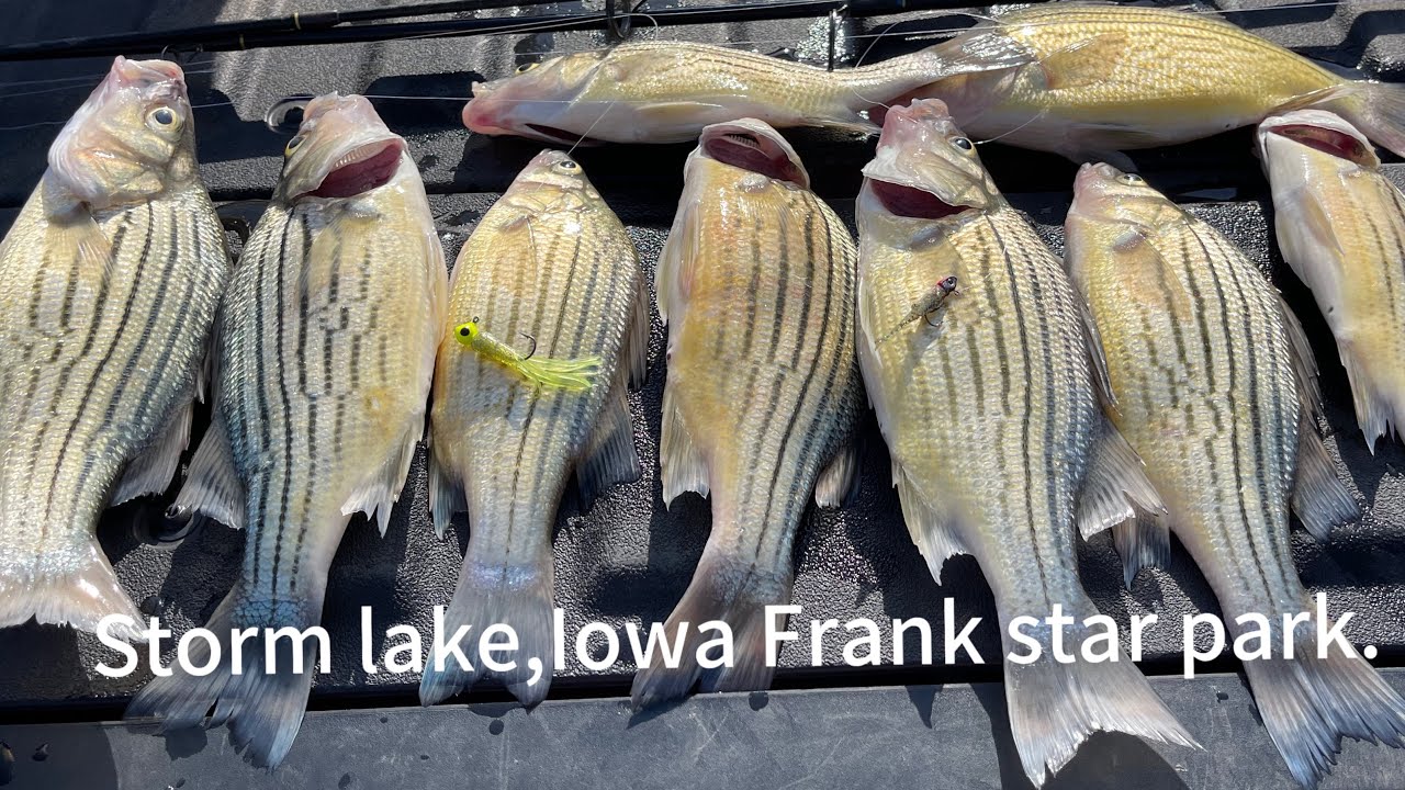 Yellow bass fishing with minnow small fry jig 1/32oz. - YouTube