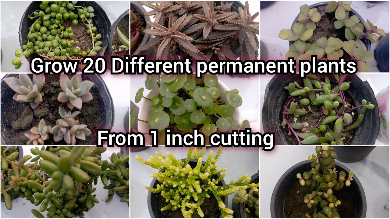 Grow 20 Different permanent plant from 1 inch cutting / Grow plants ...