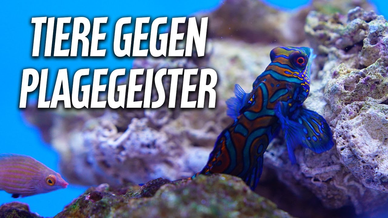 Fische mit Funktion - Tiere im Meerwasseraquarium gegen Plagen - YouTube