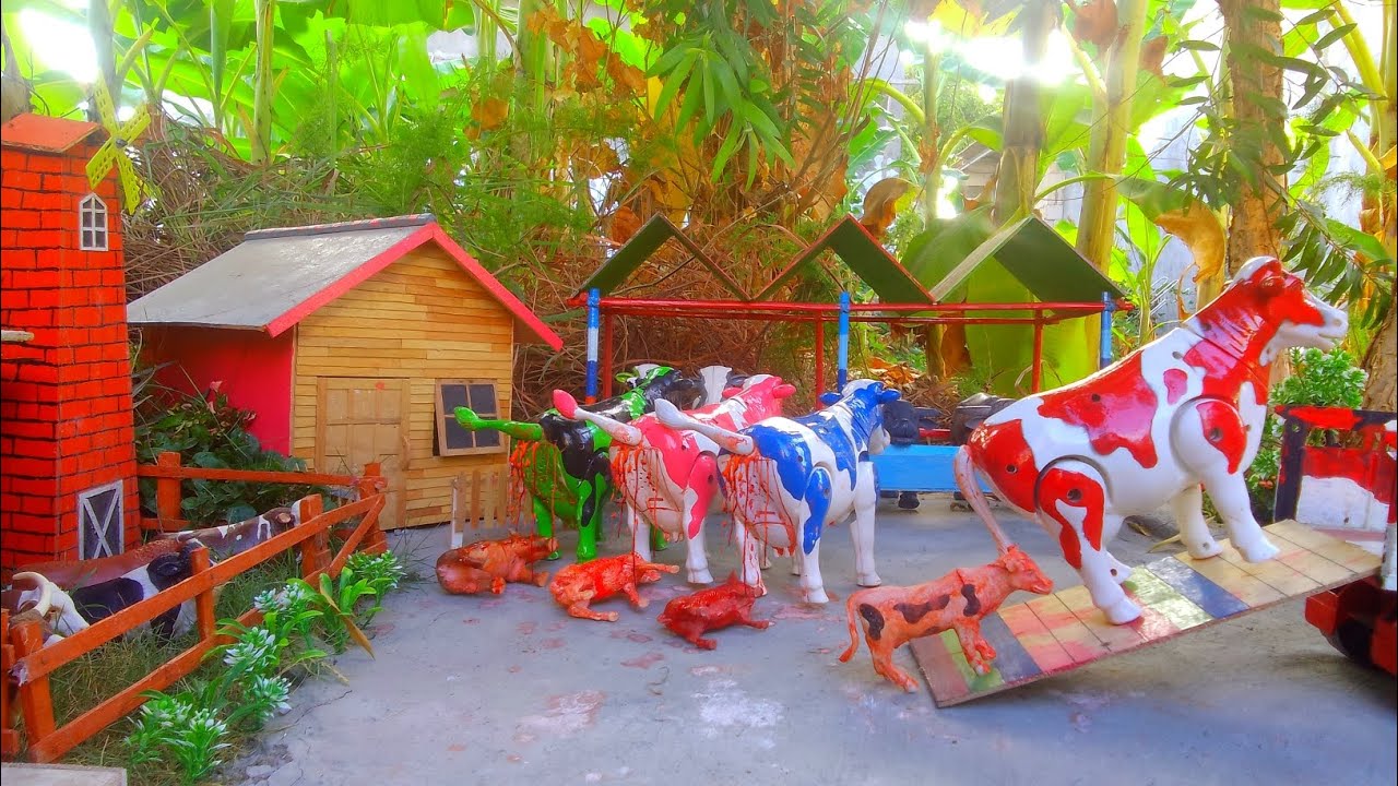 Sapi Lucu Melahirkan Cesar, Simulasi Potong Sapi Qurbani, Idul Idha ...