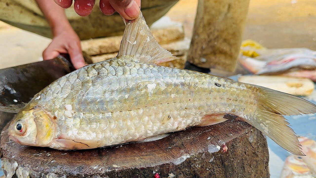 AMAZING BIG PUTI FISH CUTTING SKILLS |JAPANI PUTI FISH CUTTING SKILLS ...