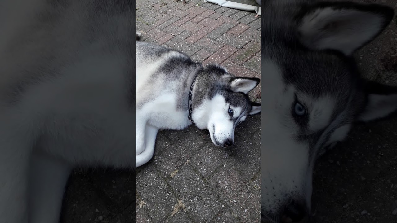 Husky shot dead then lives😉 - YouTube