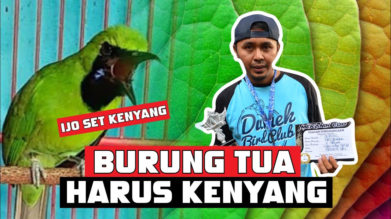 ternyata CUCAK IJO TUA SETTING kenyang RAWATAN CUCAK IJO TIPE KENYANG ...