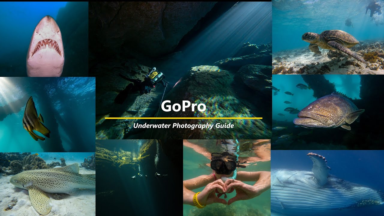 How to take great underwater photos with your GoPro - YouTube