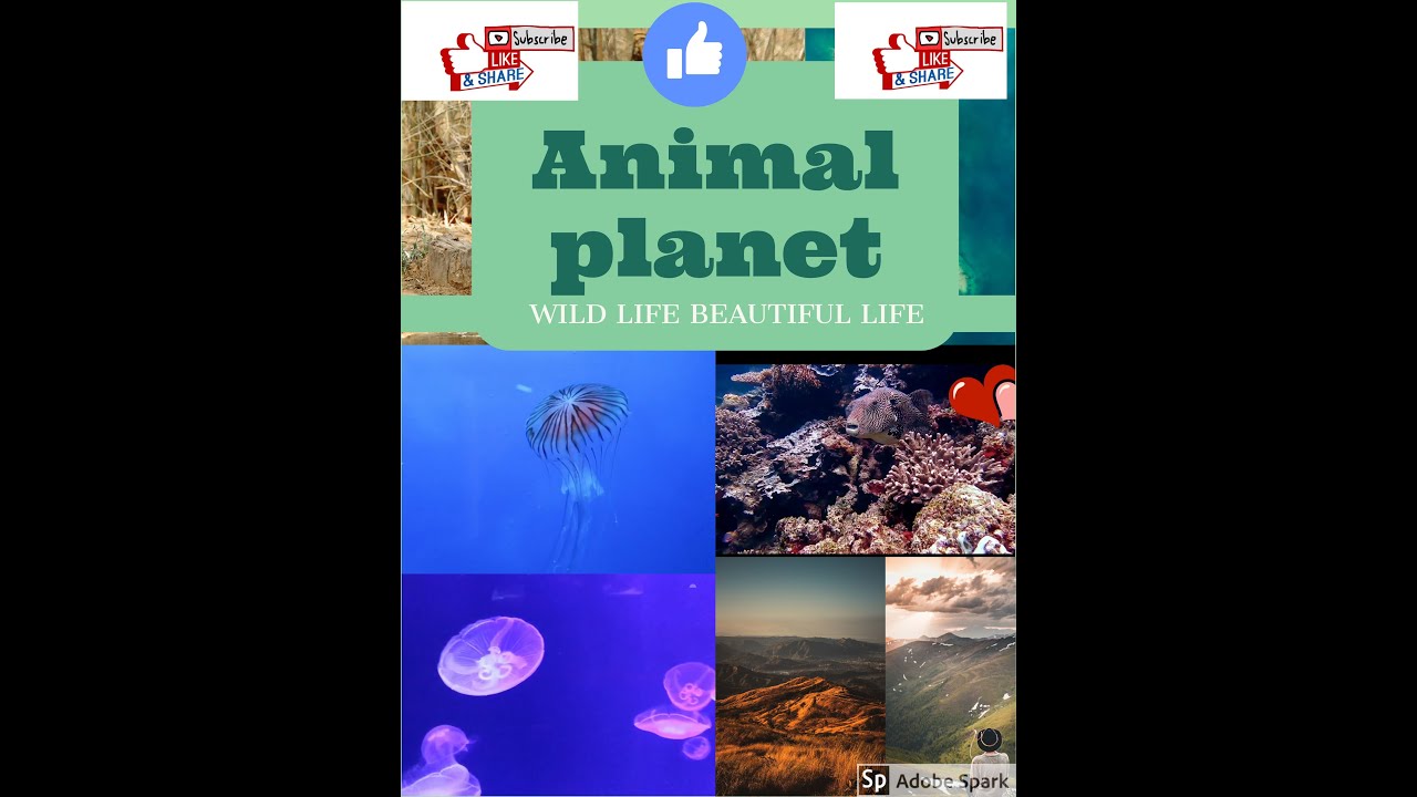 Animal planet, wild life. - YouTube