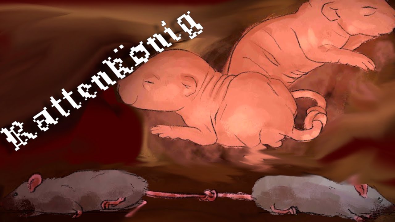 A Rat Died With Its Tail Tied To Another Rats Tail - Rattenkönig - YouTube