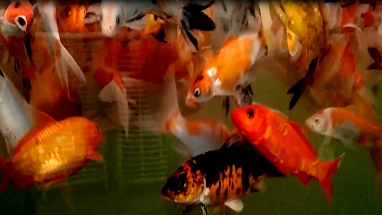 How to feed color fish in mini fish pond | Platy, Guppies, Neon Tetra, Black Ruby Barb, Betta ...