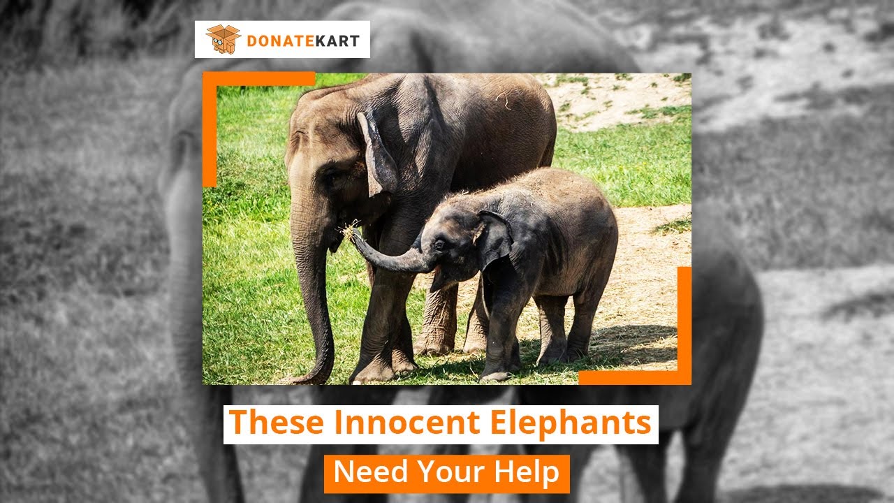 These Innocent Elephants Need Urgent Help - YouTube