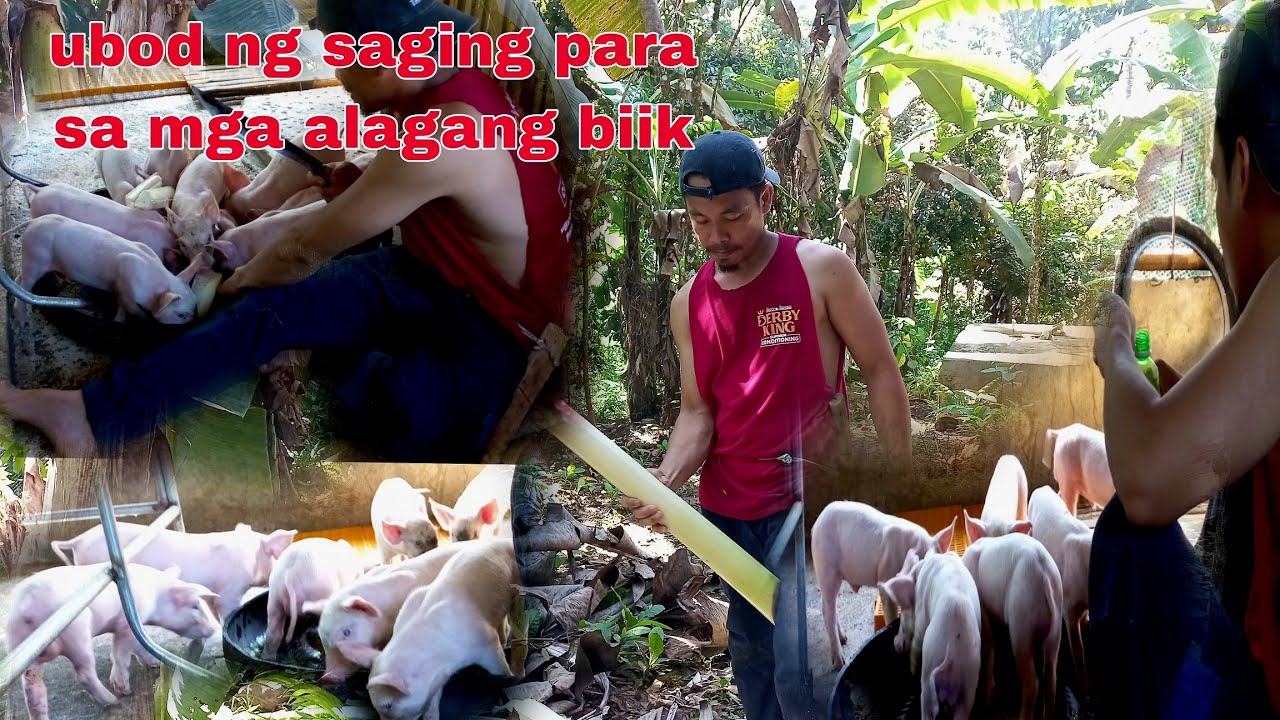 UBOD NG SAGING PARA SA MGA BIIK . - YouTube