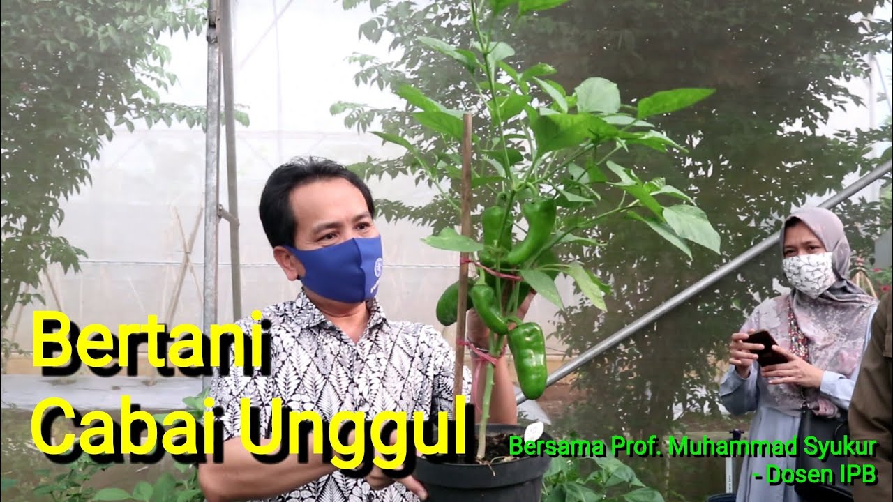 Bertani Cabai Unggul Bersama Prof Muhammad Syukur Dosen IPB - YouTube