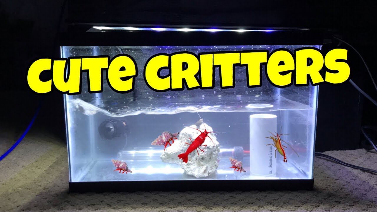 Cute SEA CREATURES For Home Reef Aquarium - YouTube