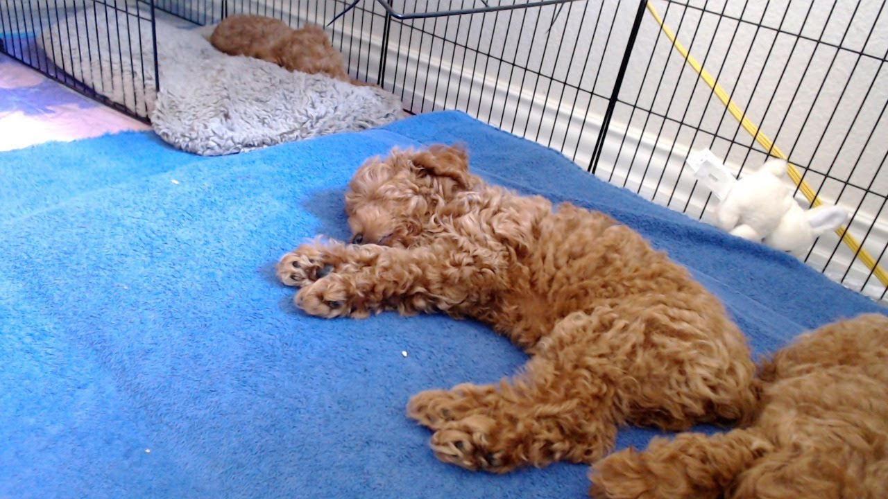Toy Poodle Puppies Eat, Play, Sleep, and Socialize Puppy Cam Live ...