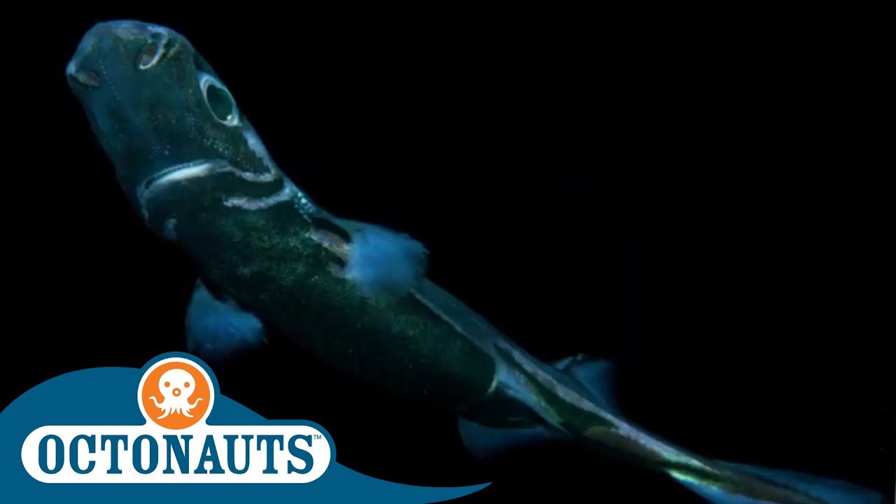 Octonauts - Creatures of Darkness | Songs of the Deep | Cartoons for ...