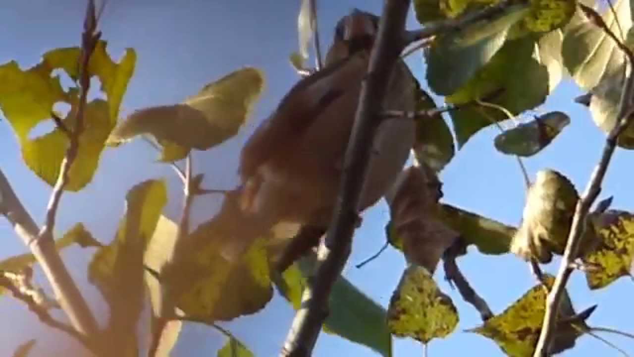Ptice Hrvatske - Batokljun, mužjak (Coccothraustes coccothraustes ...