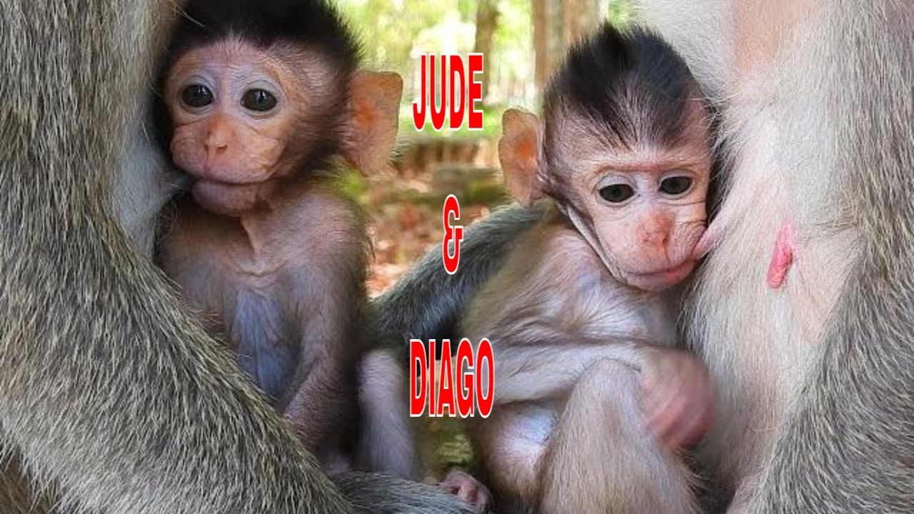 VERY CUTEST LITTLE JUDE AND DIAGO TRYING GET SWEET MILK TOGETHER. LOOK ...