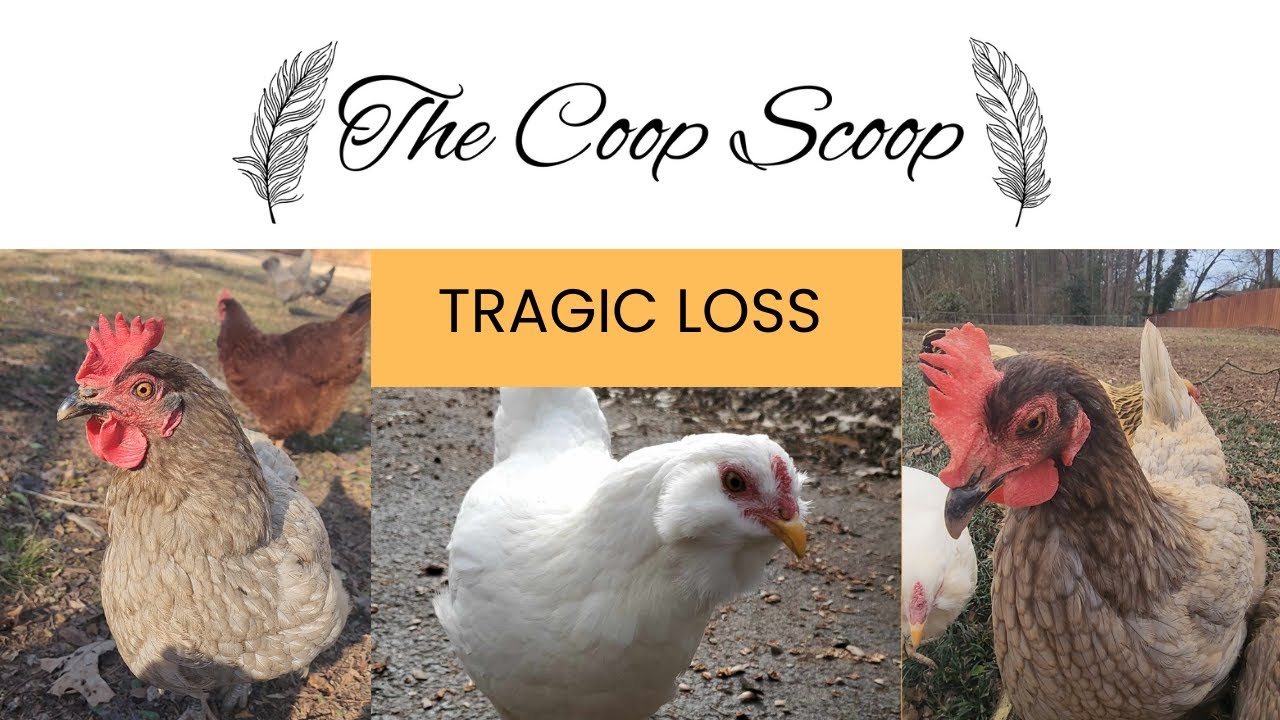 Fallen Limb Tragedy: We Lost Three of our Chickens - YouTube
