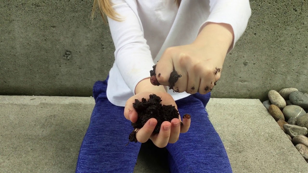 Swamp Wetland Soil Sample & Squeeze Test - YouTube