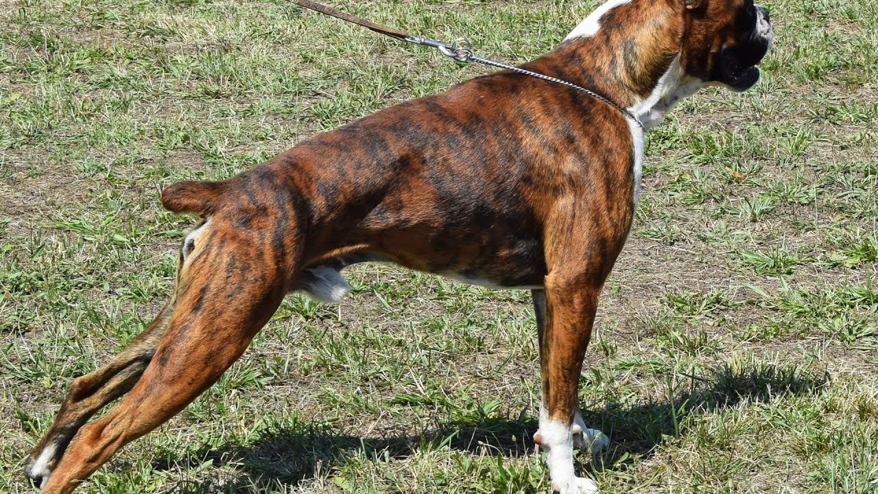 Boxer Dogs and Drama Therapy- Can Expression Through Theater Help You ...
