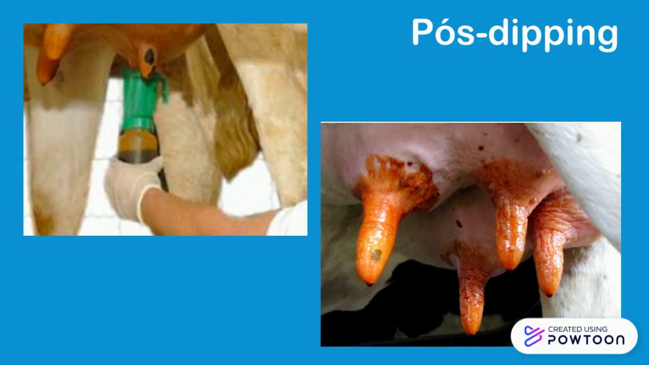 Uso de pré e pós-dipping na ordenha. - YouTube