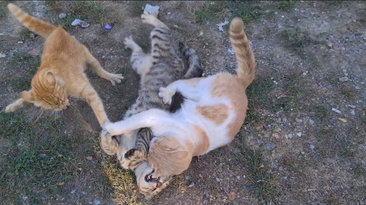 Cat Fight Like Action Movies. - YouTube