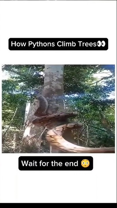 Big Python Climbs Tree Very Fast! - YouTube
