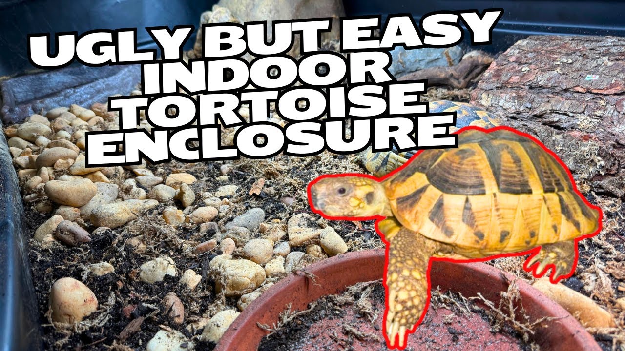 Easy, But Crappy Indoor Hermanns Tortoise Enclosure - YouTube