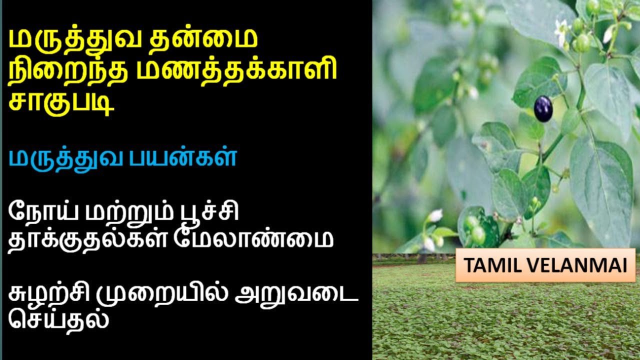 மருத்துவ தன்மை நிறைந்த மணத்தக்காளி சாகுபடி || Manathakkali keerai ...