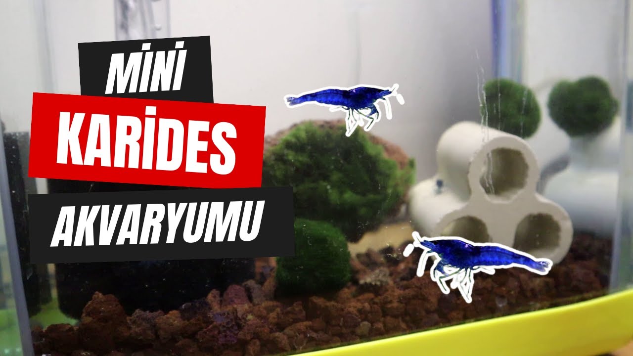 Mini Karides Akvaryumu Kurduk - YouTube