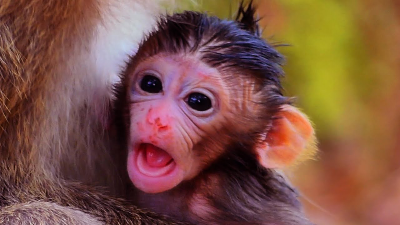 Wow! A newborn baby monkey of a young mom monkey is very nice a moment ...