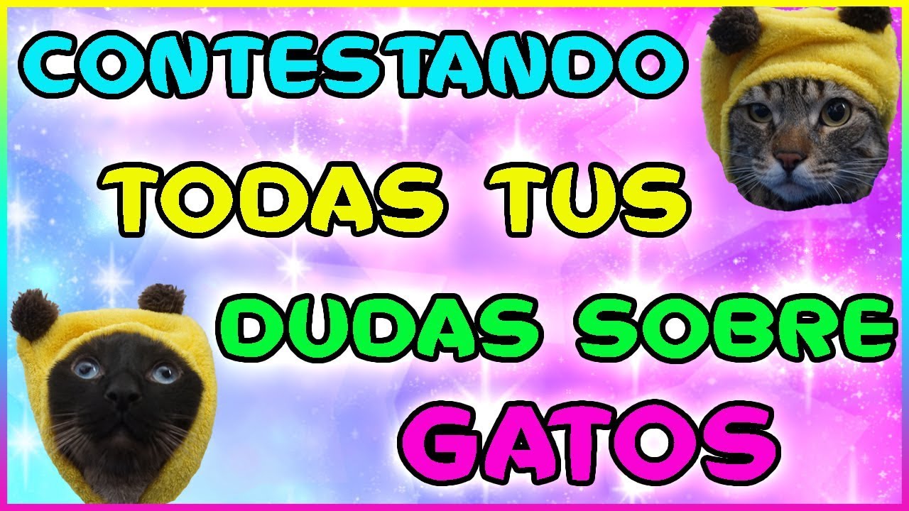 Respondiendo Todas Tus Dudas y Preguntas Sobre Gatos!! - Q & A #3 ...