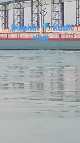 #Dolphin 🐬🐋 in #Koshi river - YouTube
