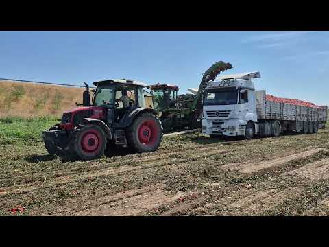 Sonunda Tır Battı , Salçalık Domates Makina ile Hasat 🍅