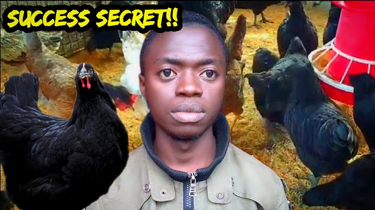 SECRETS You Need To know On STARTING Successful Poultry farming NOW ...