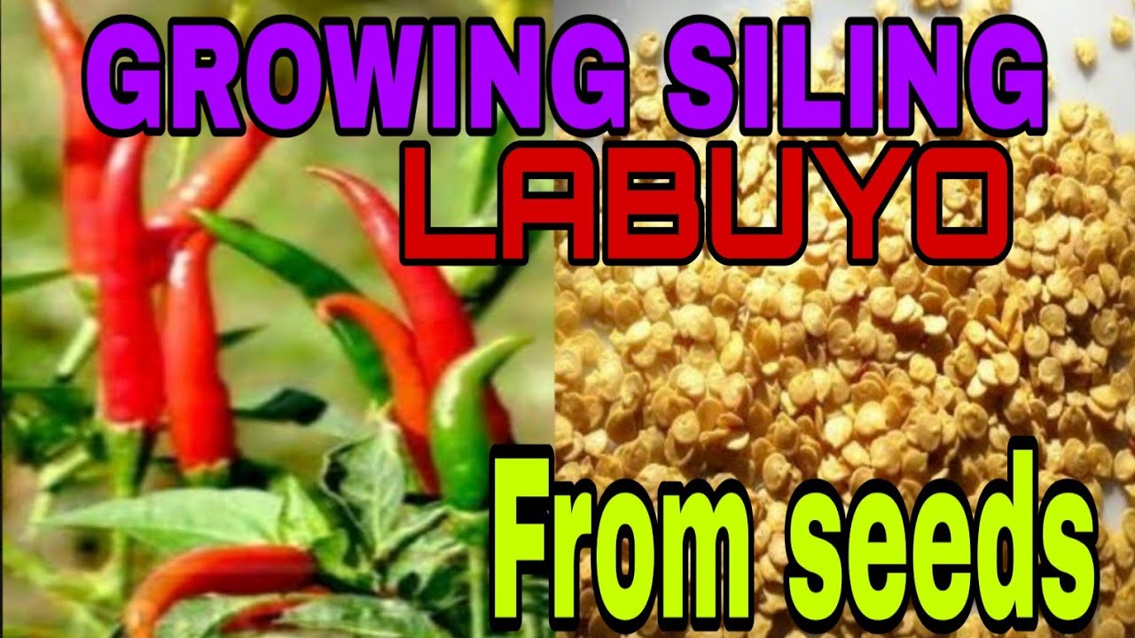 Growing siling labuyo from seeds - YouTube