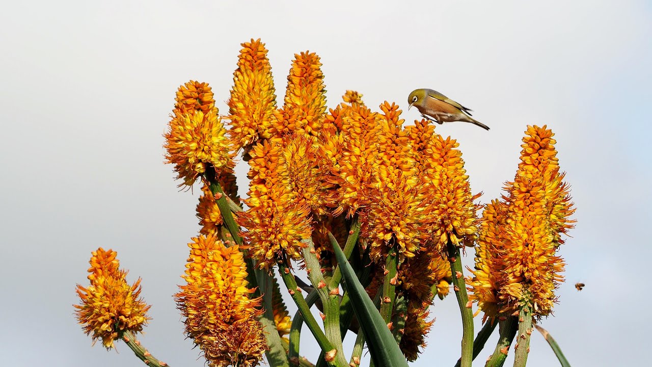 Sunday Wax Eye Birds 4K - YouTube