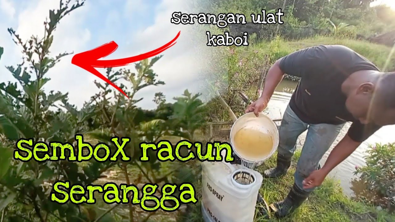 [Episod748] sembur racun serangga sebelum balik kampung💪🏿 - YouTube