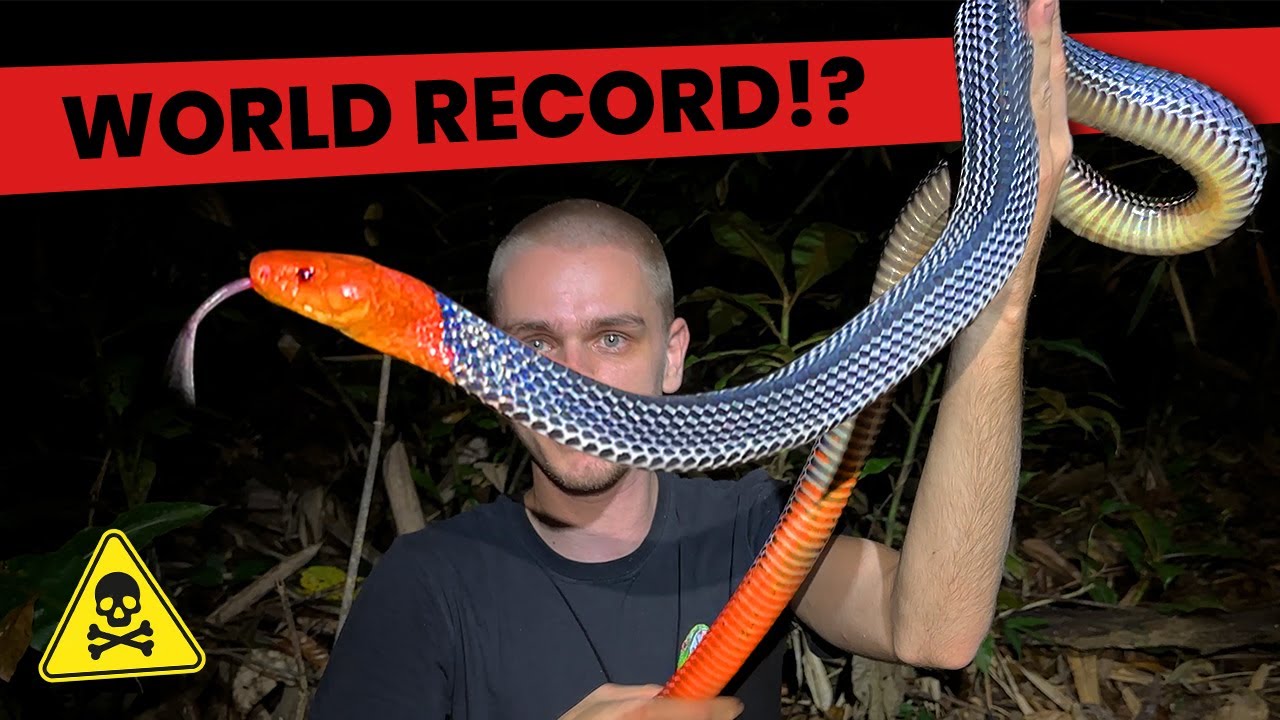 We found the BIGGEST Red Headed Krait EVER!!! Herping Highlights - YouTube