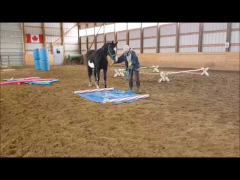 Tarp training - YouTube