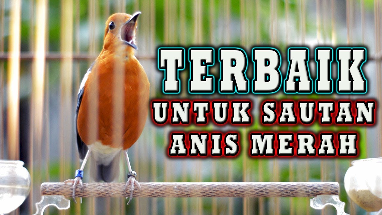 ANIS MERAH GACOR NGEPLONG TERUS BUAT PANCINGAN ANIS MERAH CEPAT BUNYI ...