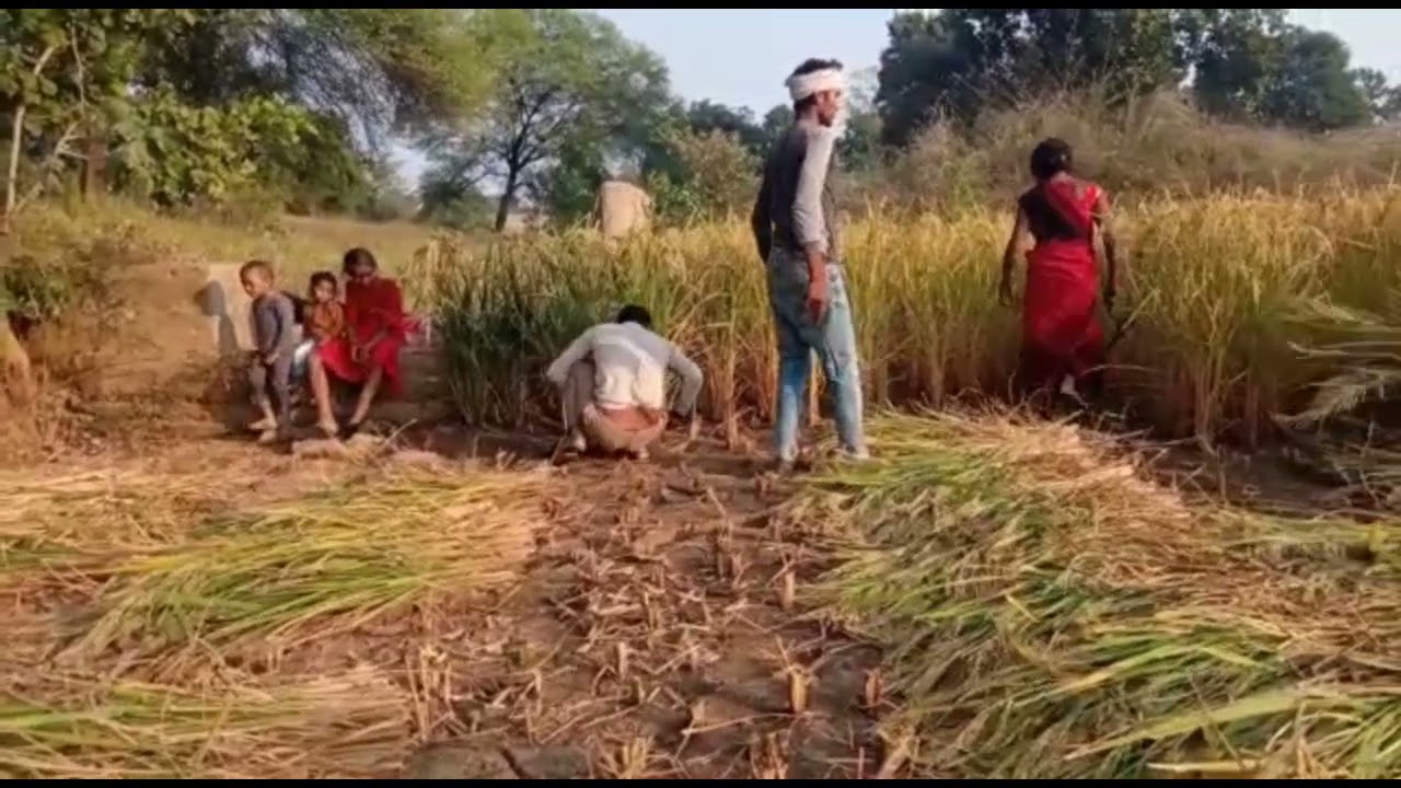 dhan ka beej dikha - YouTube