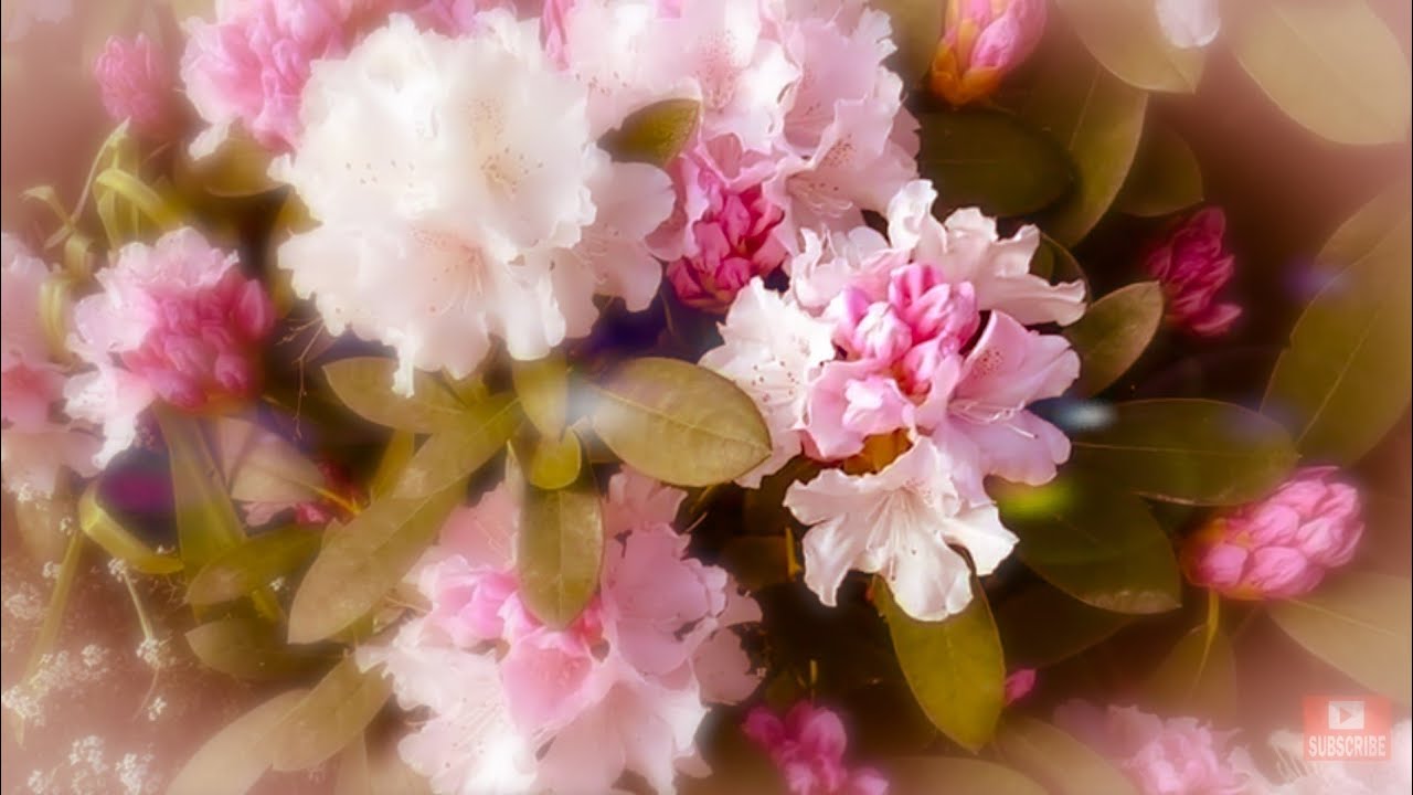 Relaxing Music with Bird Sounds calming Piano "Spring Vibes" - YouTube