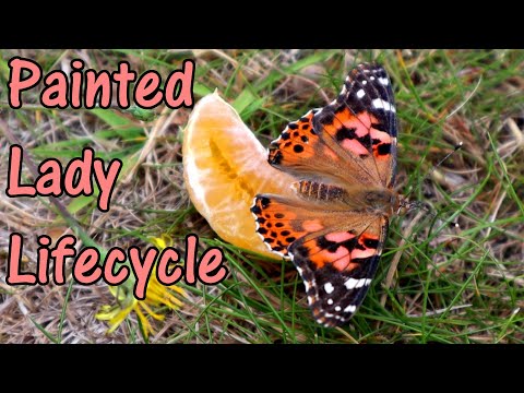 How To Care For Painted Lady Butterflies